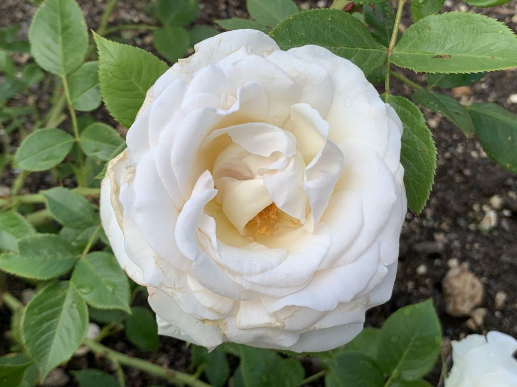Le rosier « La Sauvagine Terre et Passion® Delflorobla » s’épanouit à ... Le rosier « La Sauvagine Terre et Passion® Delflorobla » s’épanouit à ...